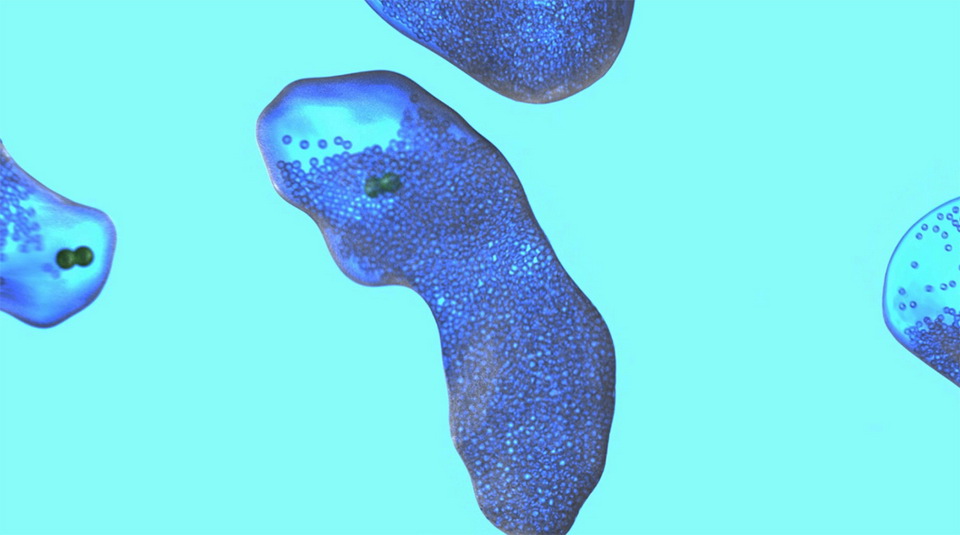 Bacteria Mof Cg Folks